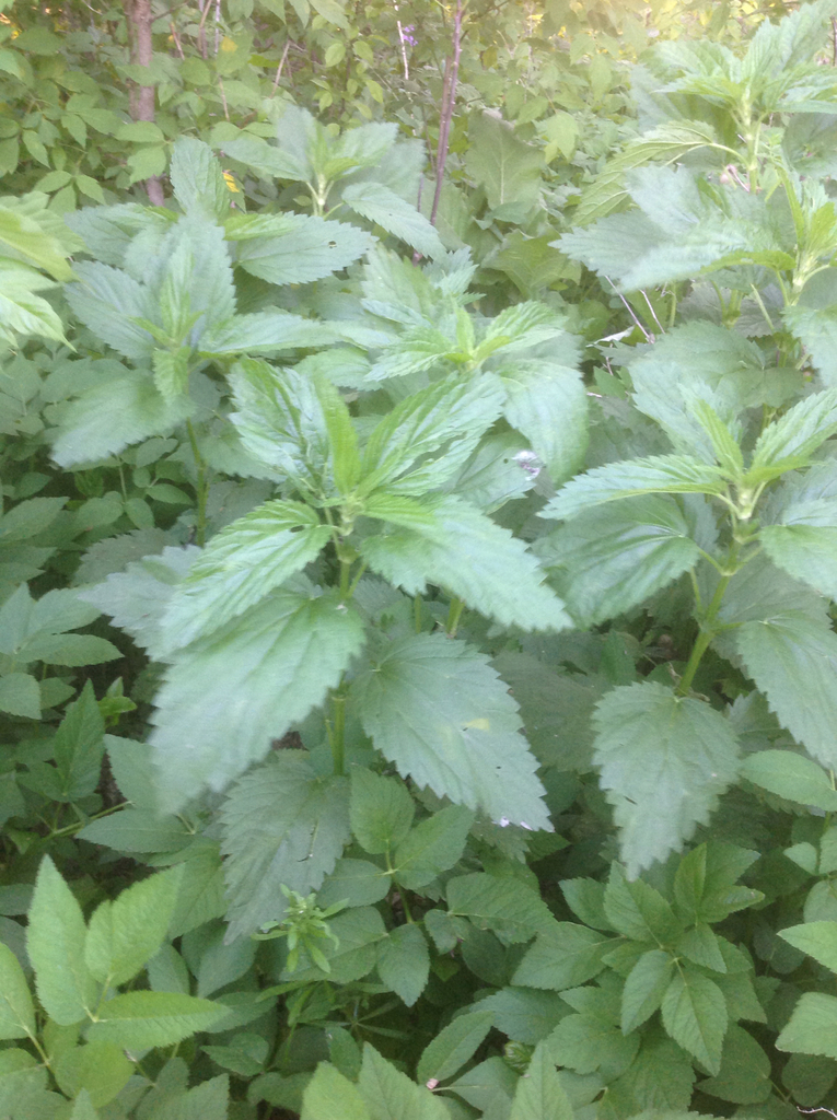 great stinging nettle from 56232, Dawson, MN, US on May 29, 2014 at 08: ...