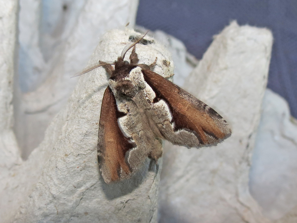 Double-toothed Prominent Moth (Pollinators of Chicago Wilderness ...