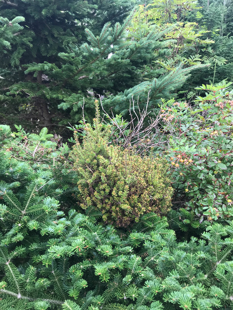 fir broom rust from Cape Breton, Nova Scotia, Canada on September 08 ...