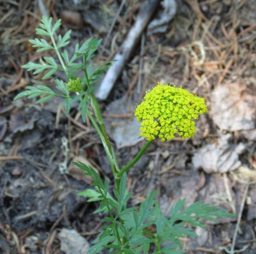 Alpine False Springparsley (Pseudocymopterus montanus) · iNaturalist