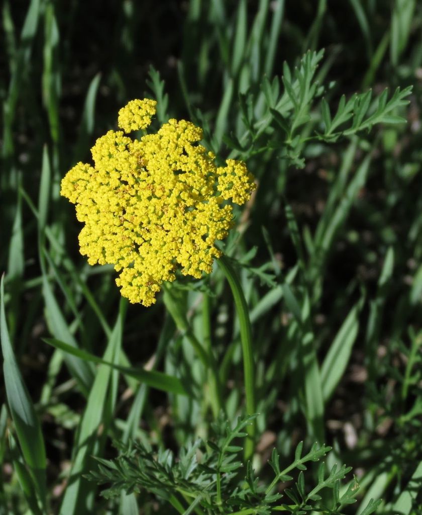 Alpine False Springparsley (Cymopterus lemmonii) - Botanical Realm