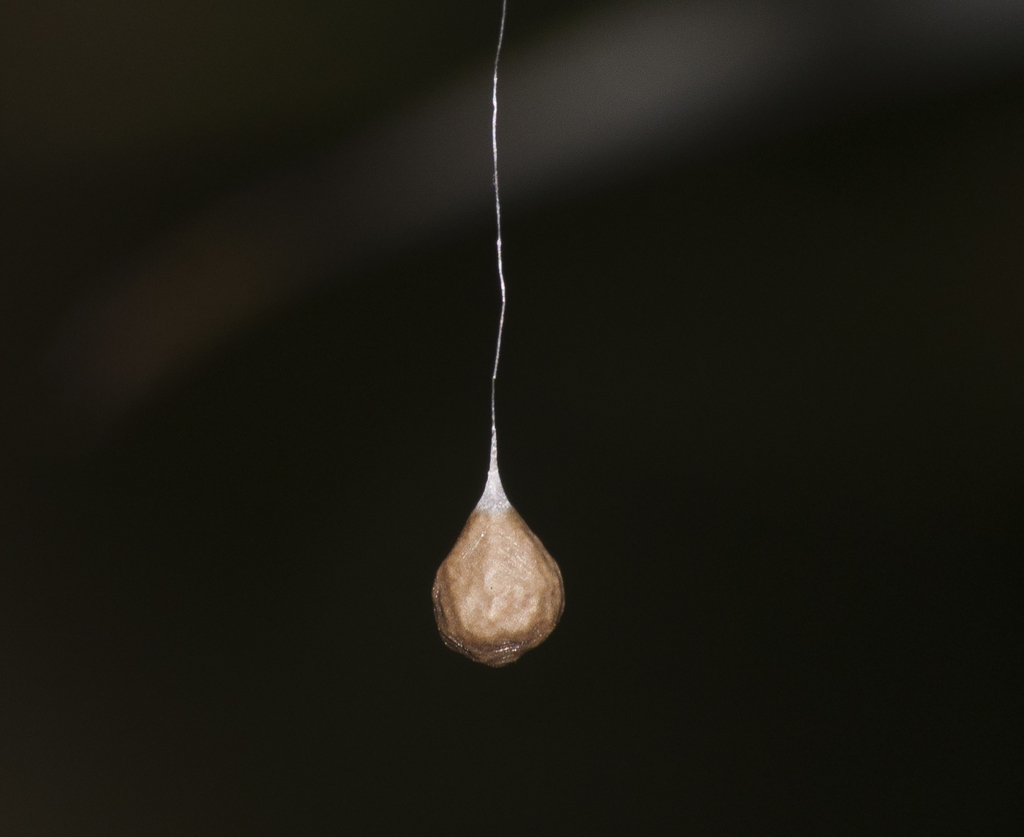 Common Eastern Ray Spider from Tuve, Göteborg, Sverige on September 08 ...