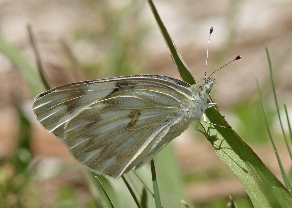Checkered White (Southern Plains butterfly guide) · iNaturalist