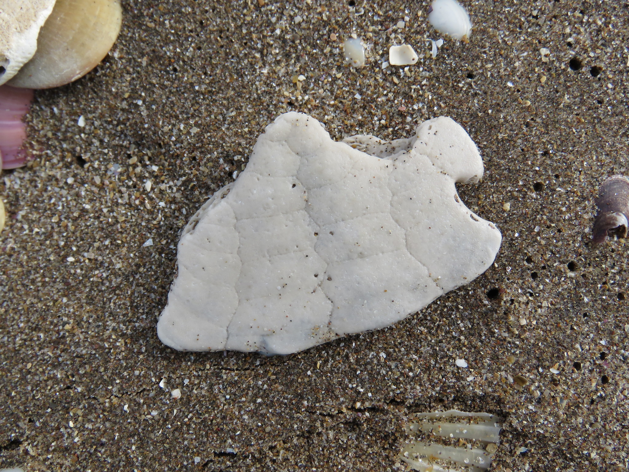 Encope emarginata (Leske, 1778)