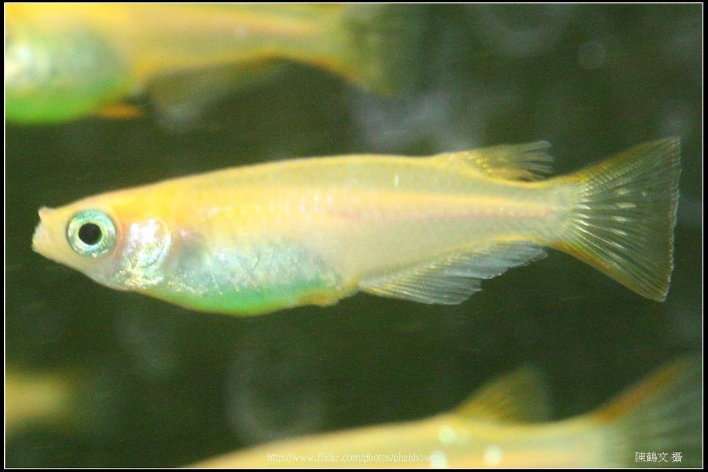Japanese Ricefish (Oryzias latipes) - Marine Life Identification