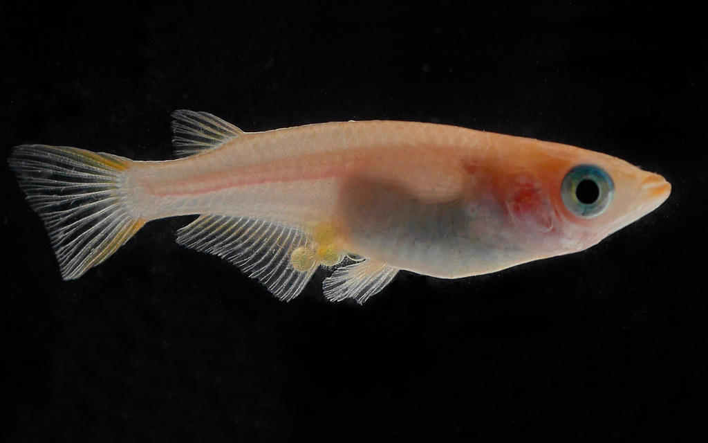Japanese Ricefish (Oryzias latipes) - Marine Life Identification