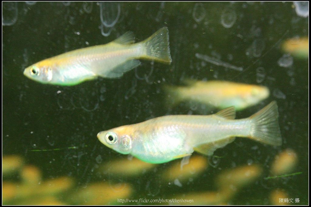 Japanese Ricefish (Oryzias latipes) - Marine Life Identification