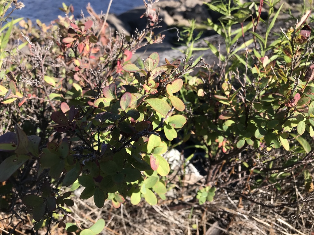 bog bilberry from Whitewater Lake, ON, CA on August 27, 2020 at 05:14 ...