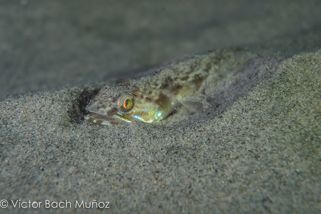California Lizardfish (Synodus lucioceps) - Marine Life Identification