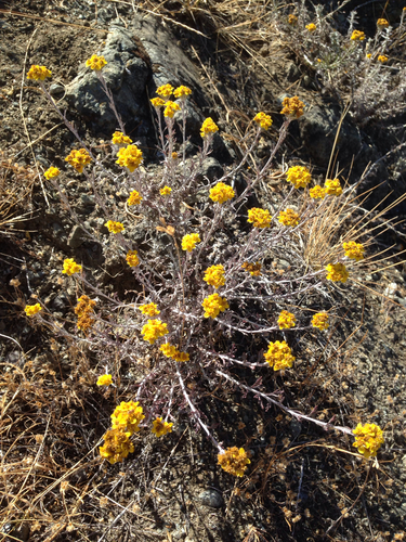 Golden Yarrow (Arastradero Preserve Late Summer ) · iNaturalist
