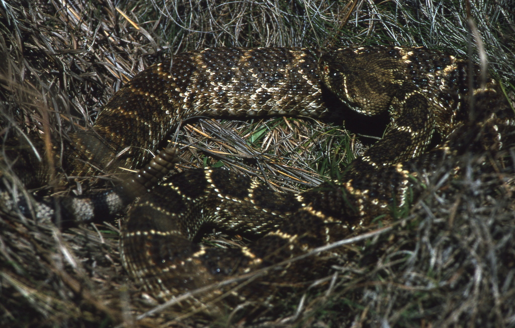 Western Diamond-backed Rattlesnake (Crotalus atrox) - Snakes and Lizards