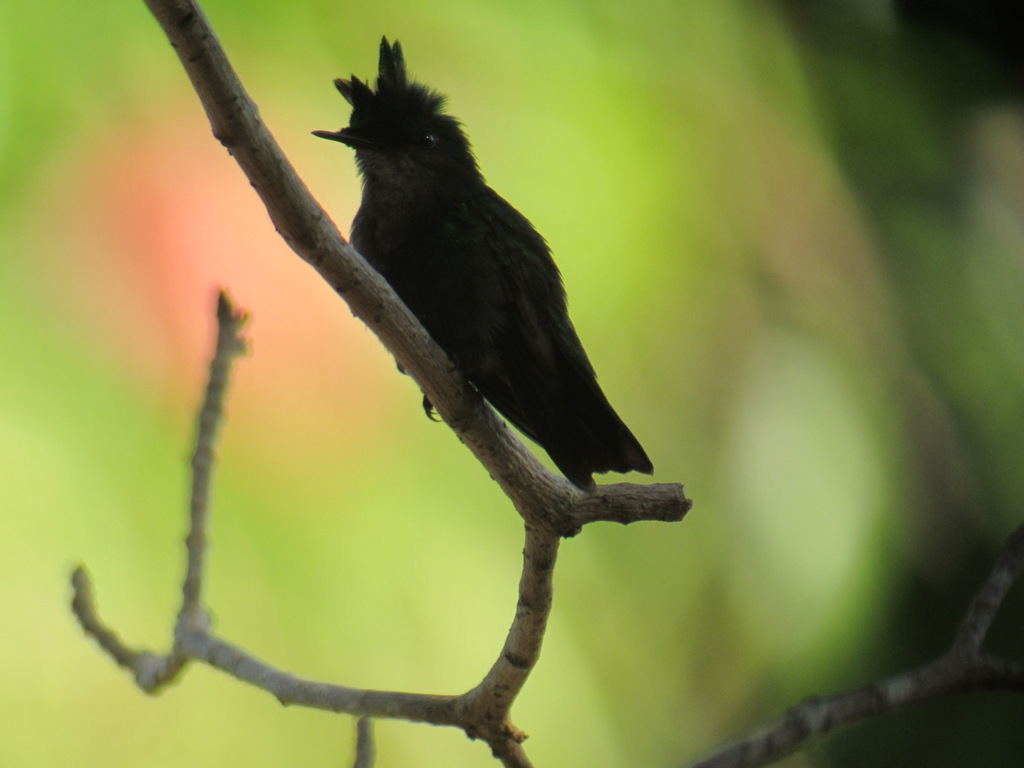 Antillean Crested Hummingbird from Fajardo, Puerto Rico on March 27 ...