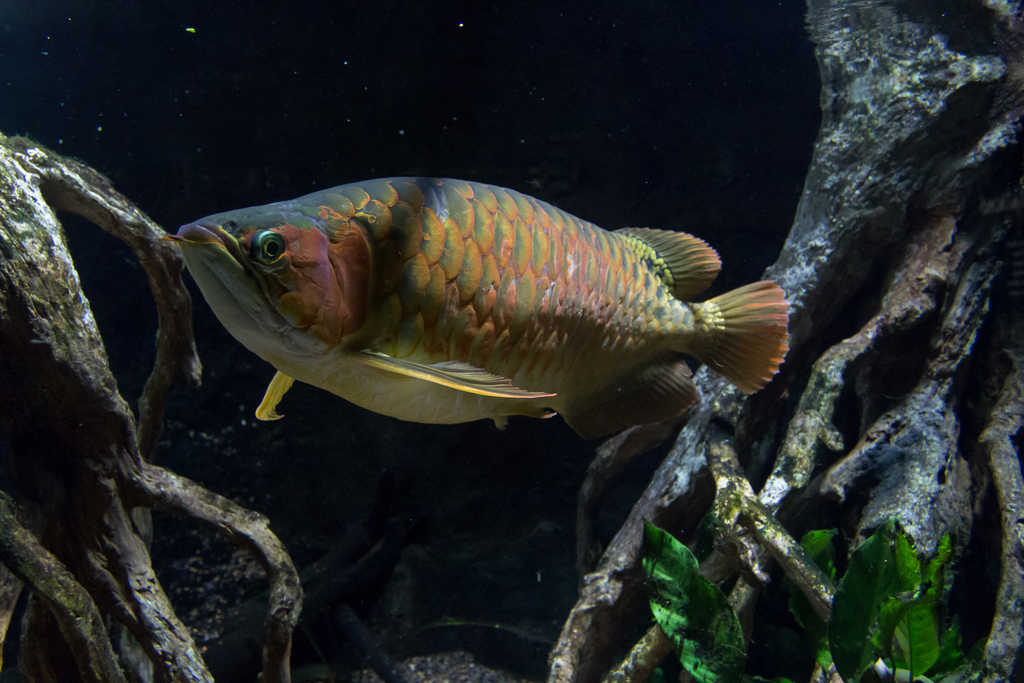 Arowanas (Osteoglossidae) - Marine Life Identification