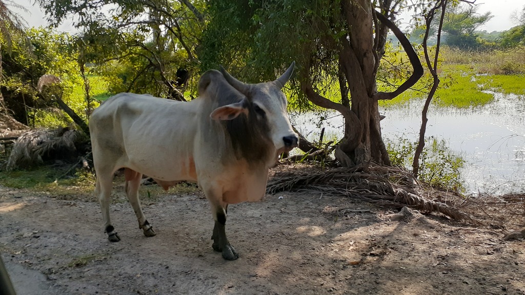 Zebu from Shreenagar Rural, Rajasthan, India on October 15, 2019 at 03: ...