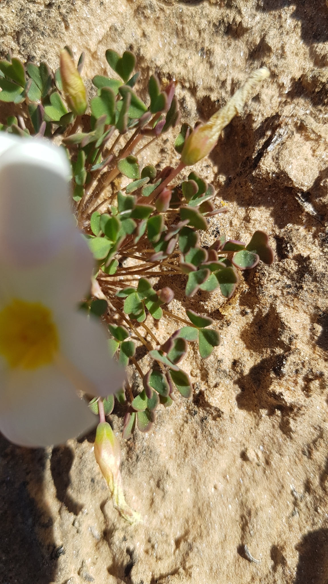 Oxalis annae F.Bolus