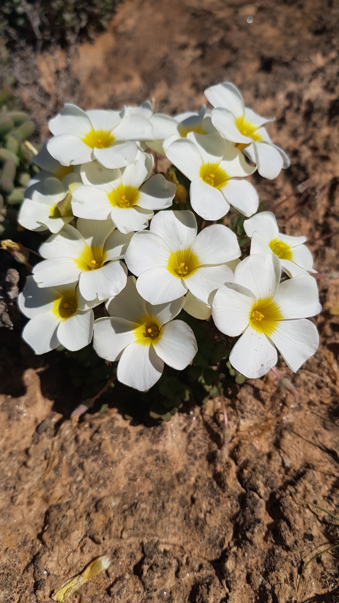 Oxalis annae F.Bolus