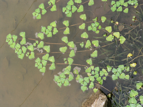 Trapella sinensis · iNaturalist