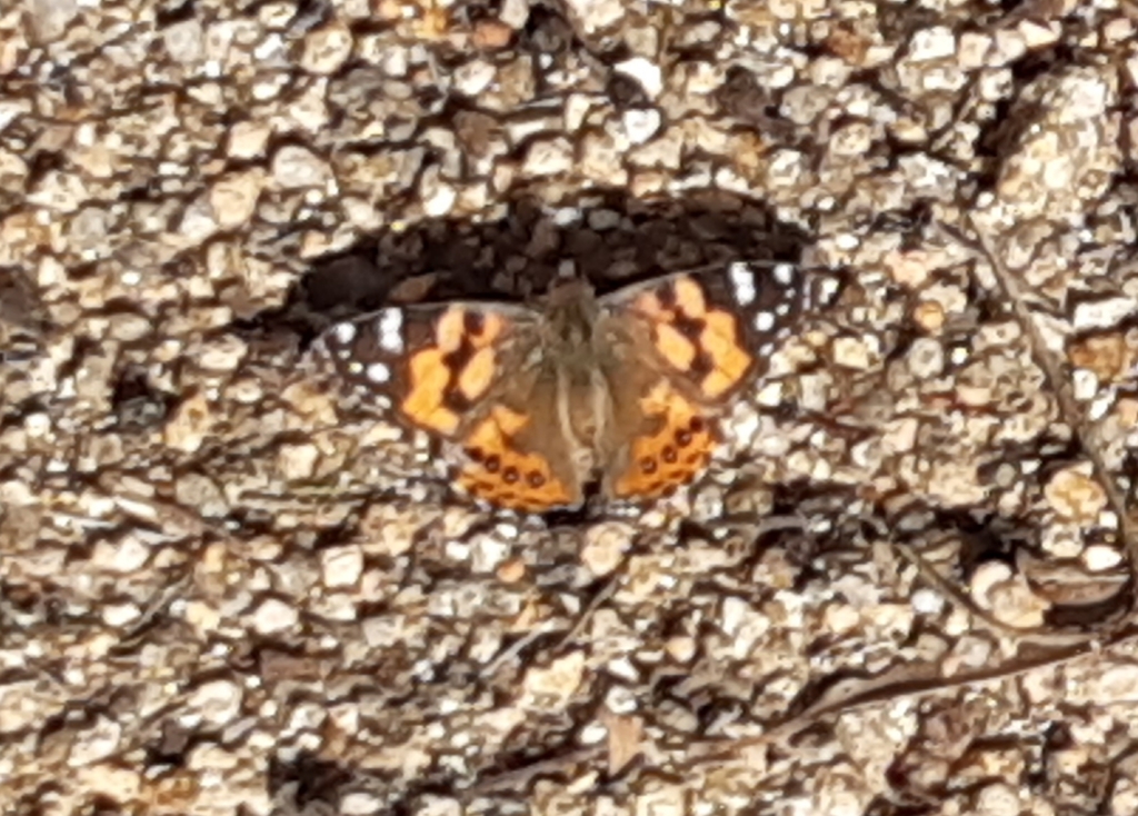 Australian Painted Lady from Invermay Park VIC 3350, Australia on ...