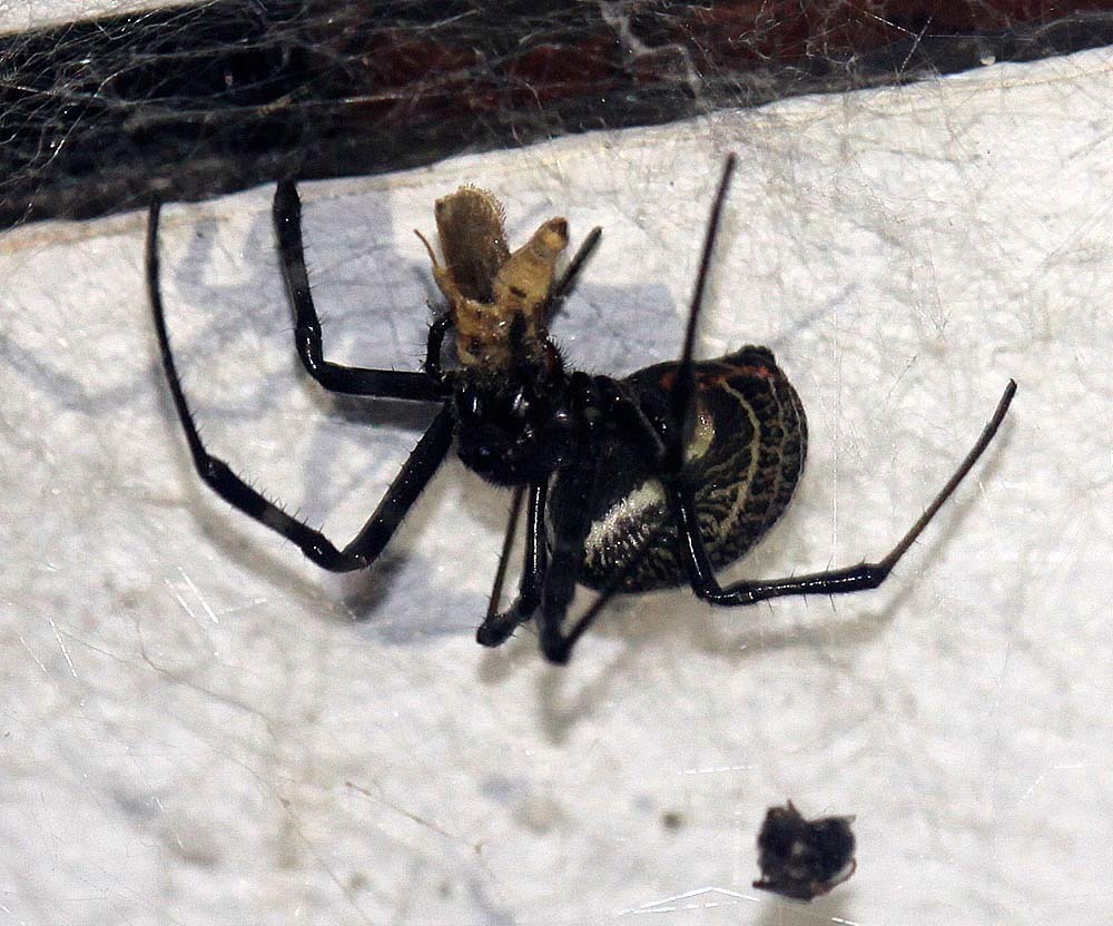 Asian Hermit Spider from Krung Ching, Nopphitam District, Nakhon Si ...