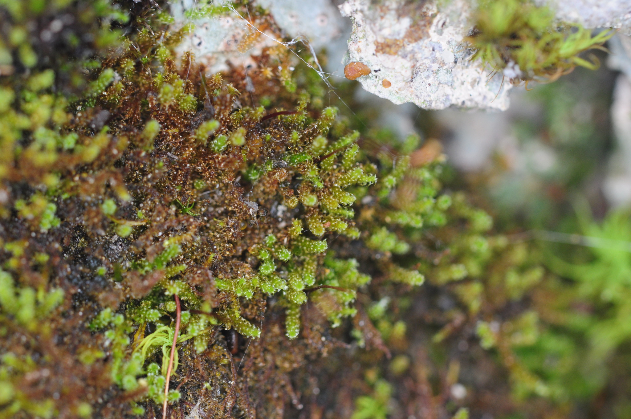 Campylophyllum halleri Fleischer, 1914