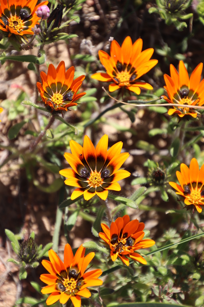 Beetle Daisy (Plants of the Tygerberg Nature Reserve) · iNaturalist