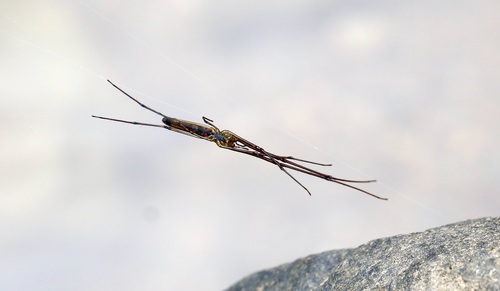 Tetragnatha cylindrica · iNaturalist
