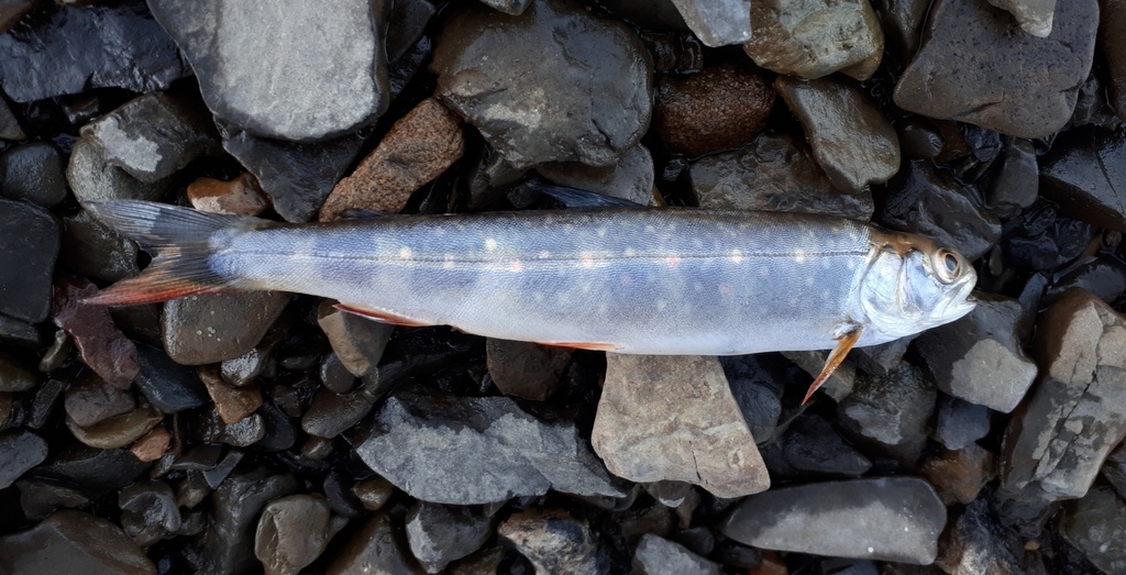 Landlocked Arctic Char (Salvelinus alpinus oquassa) - Marine Life ...