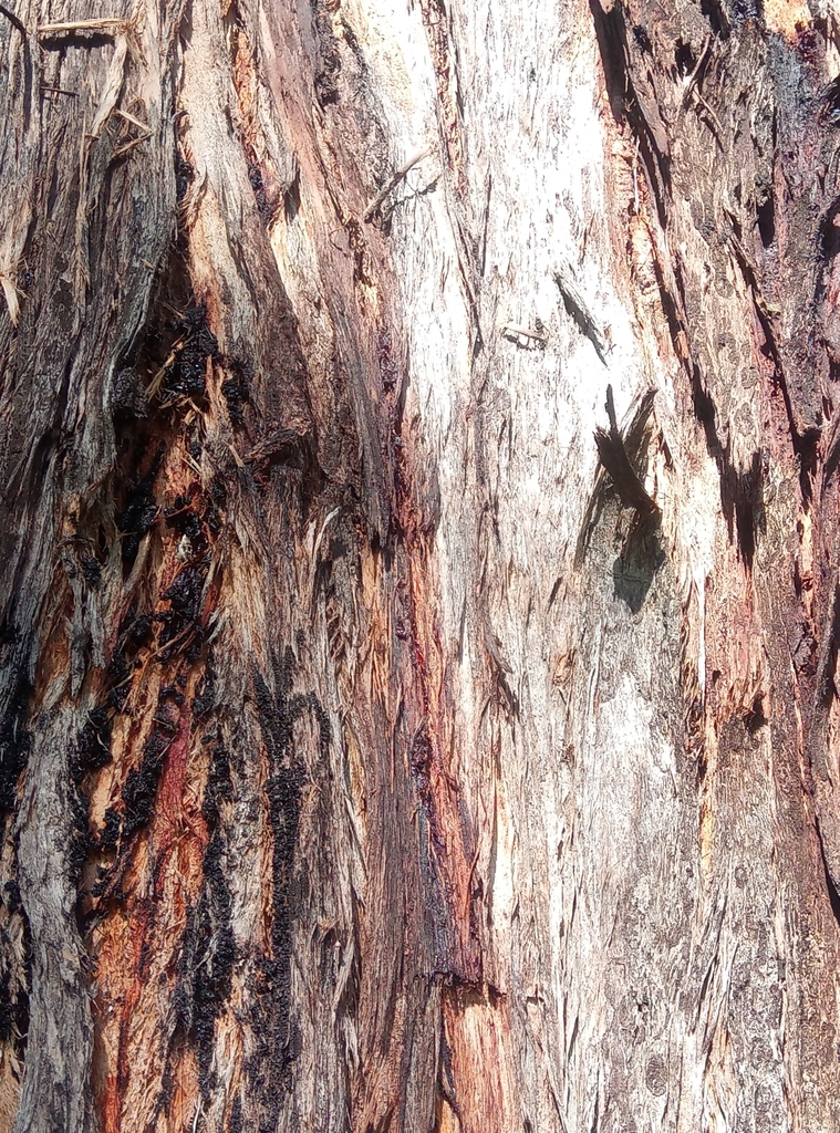 Brown-top Stringybark from Healesville VIC 3777, Australia on September ...