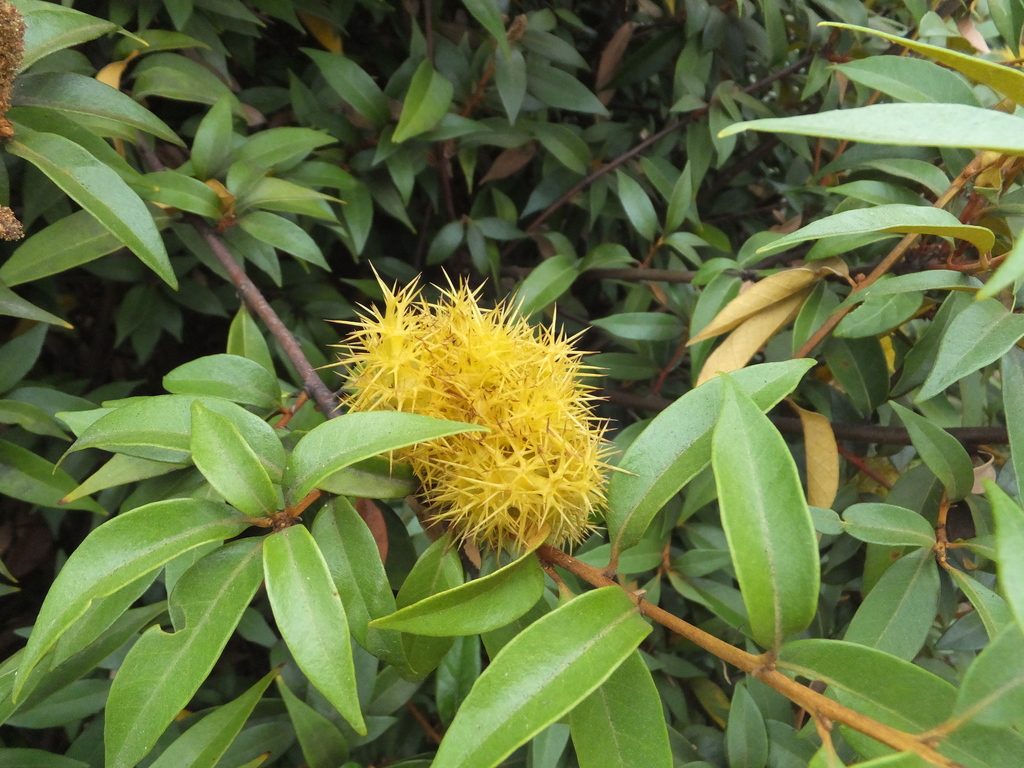 beech family (Fagaceae (Beech) of the Pacific Northwest) · iNaturalist