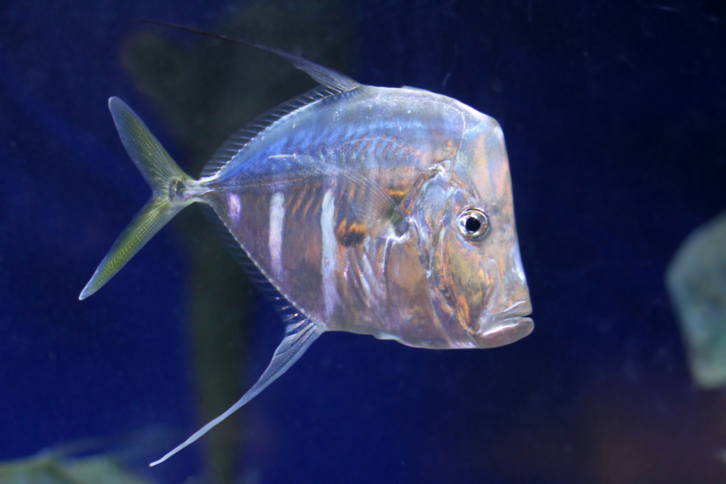 Lookdown (Edible Saltwater Fish ( Reef )) · iNaturalist