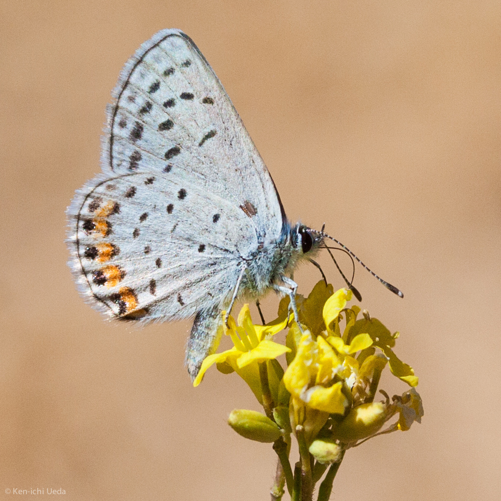 Acmon Blue (Yosemite National Park Butterfly Guide 🦋) · iNaturalist