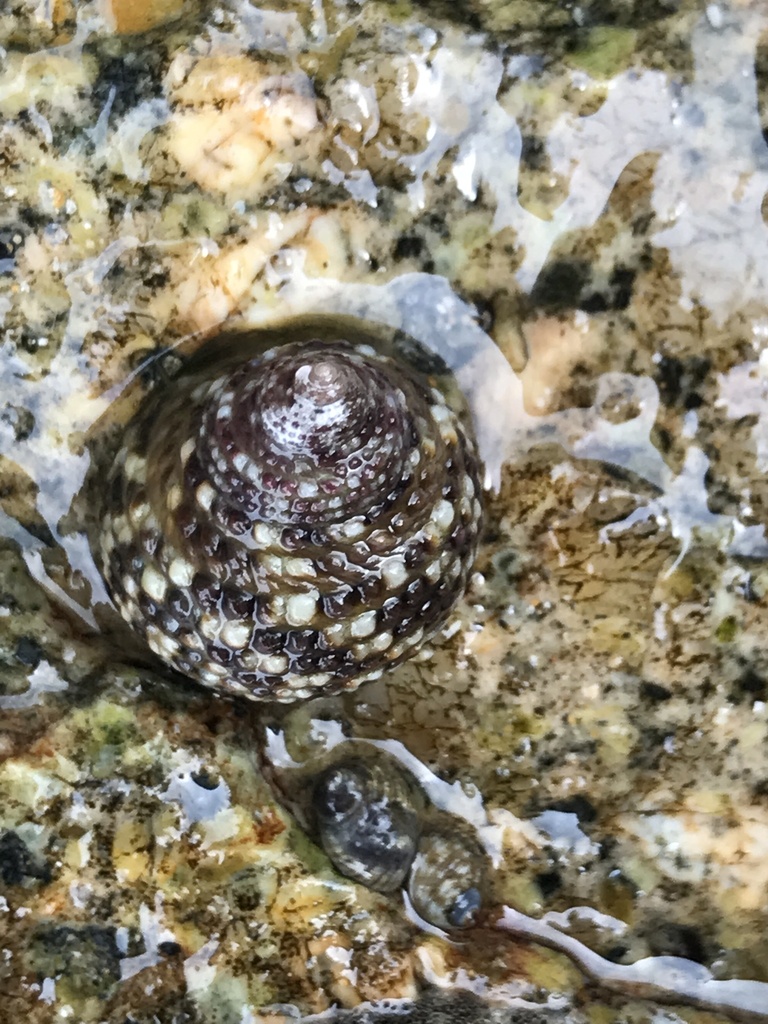 Tropical Periwinkle (Rocky Shore Ecology of Lamma Island) · iNaturalist