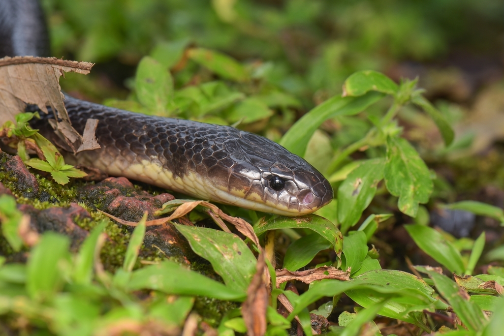 Common Krait (Bungarus caeruleus) - Snakes and Lizards