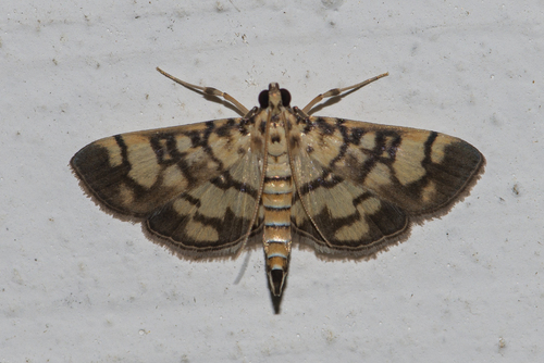 Pelecyntis distorta · iNaturalist