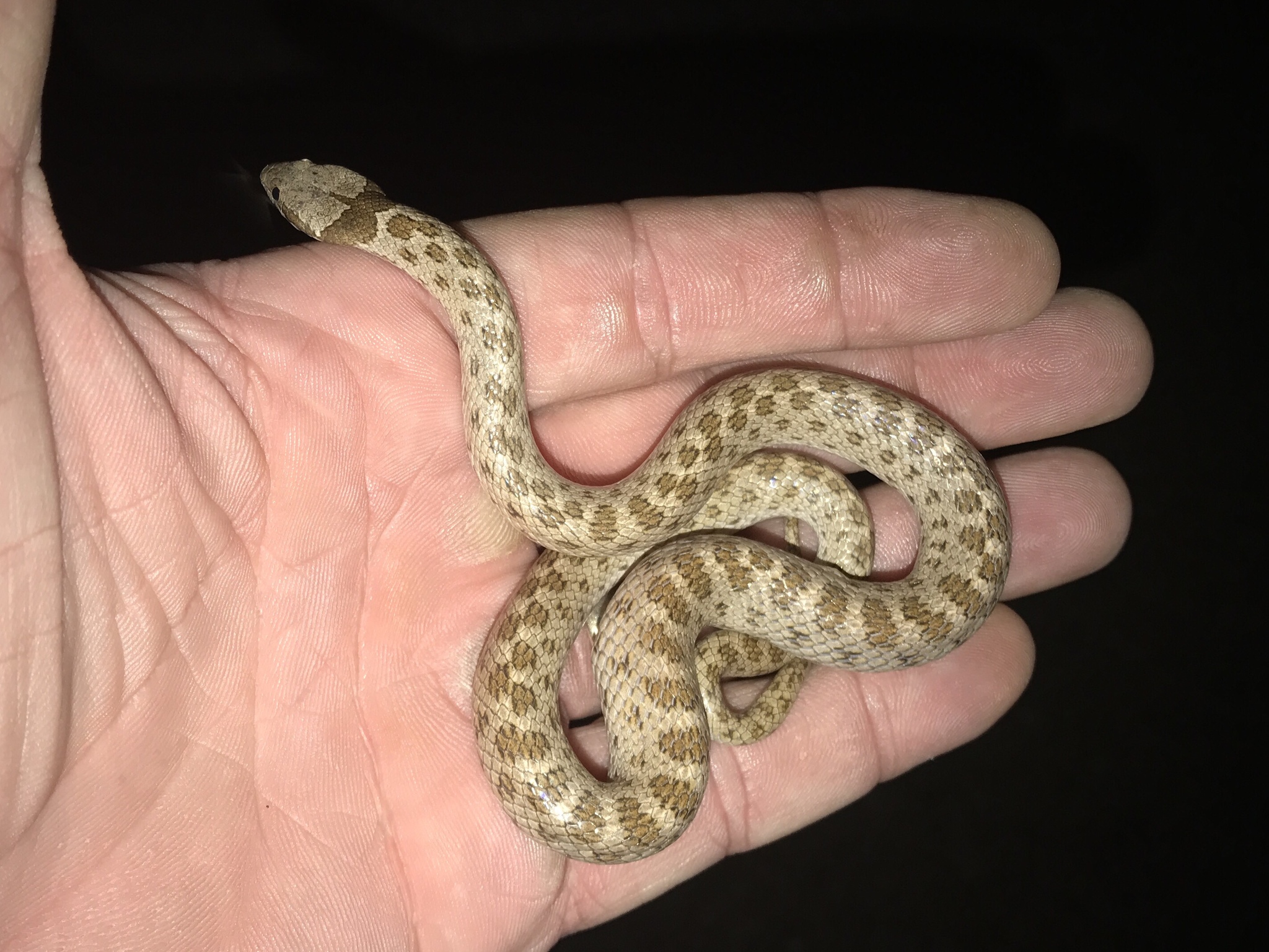 10 Facts About The Night Snake (USA) – Snake Radar