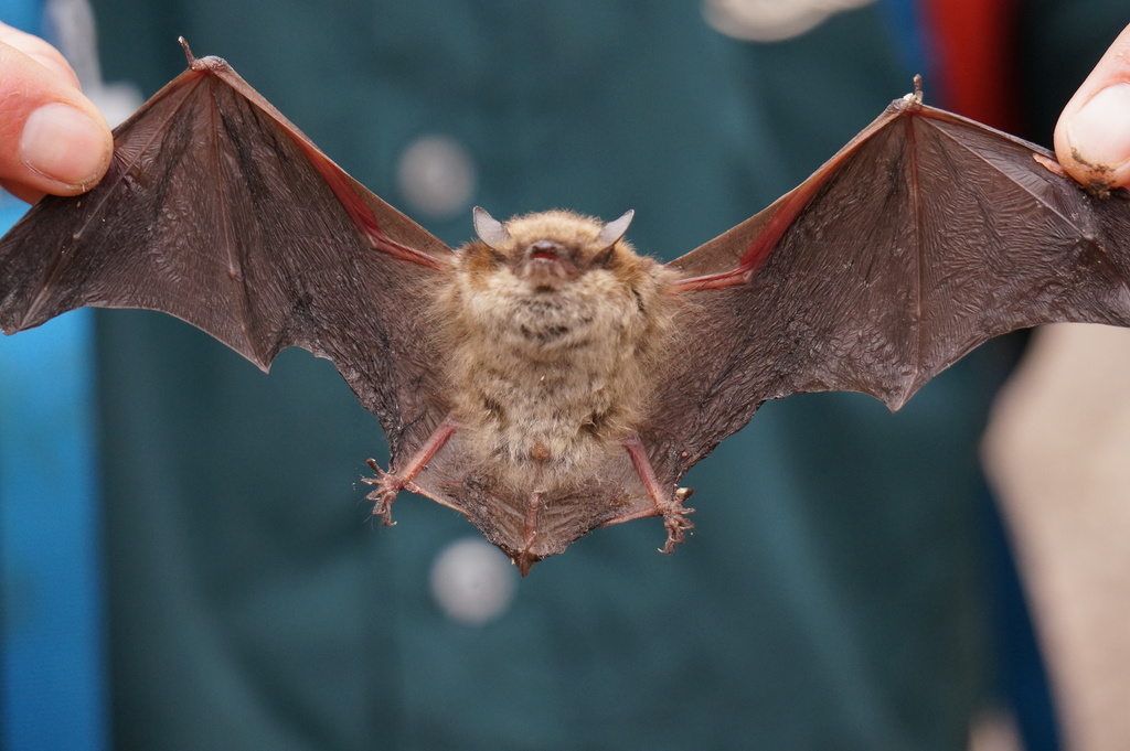 Mouse-eared Bats (Myotinae) - Know Your Mammals