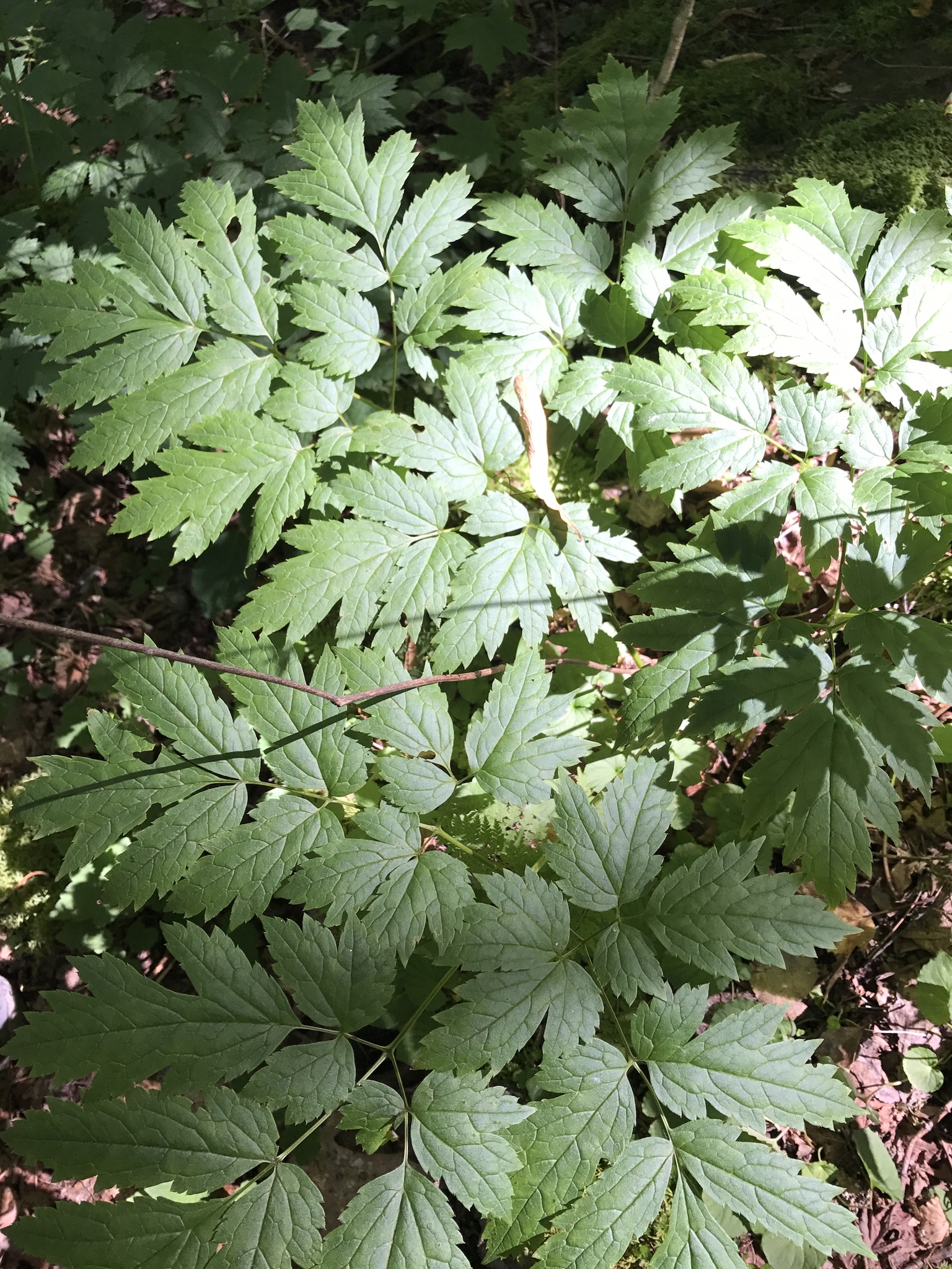 Actaea podocarpa DC.