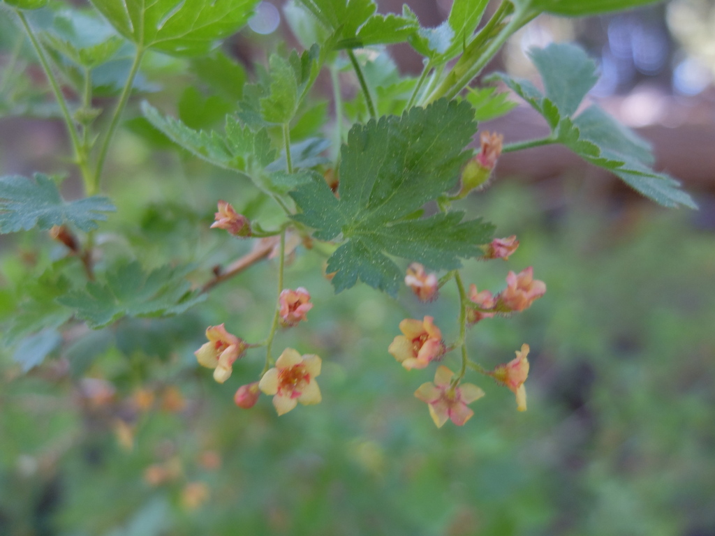 mountain gooseberry (Plants of State Forest State Park) · iNaturalist