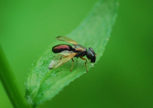 Rivellia apicalis · iNaturalist Mexico