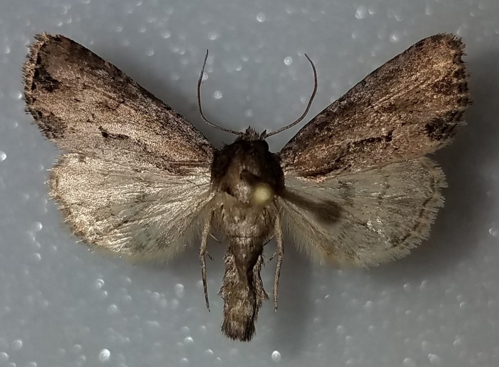 Reed Canary Grass Borer Moth from Bog near Crosby Pond, Franklin County ...