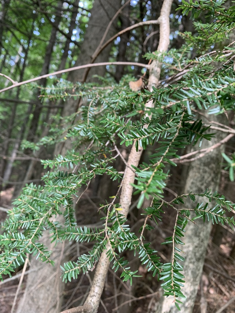 eastern hemlock from Gorham, ME, US on September 09, 2020 at 02:51 PM ...
