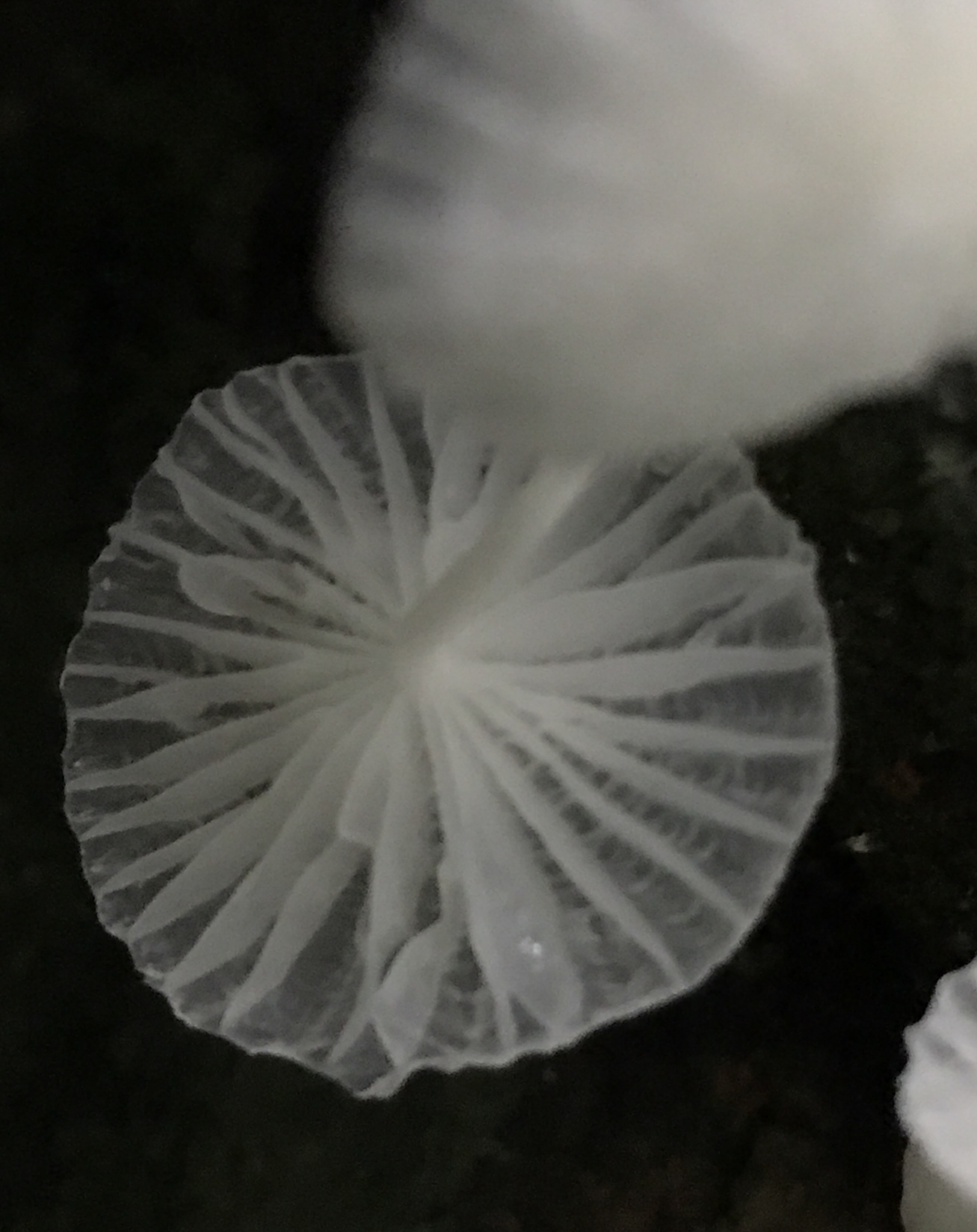 Marasmiellus cubensis (Berk. & M.A.Curtis) Singer