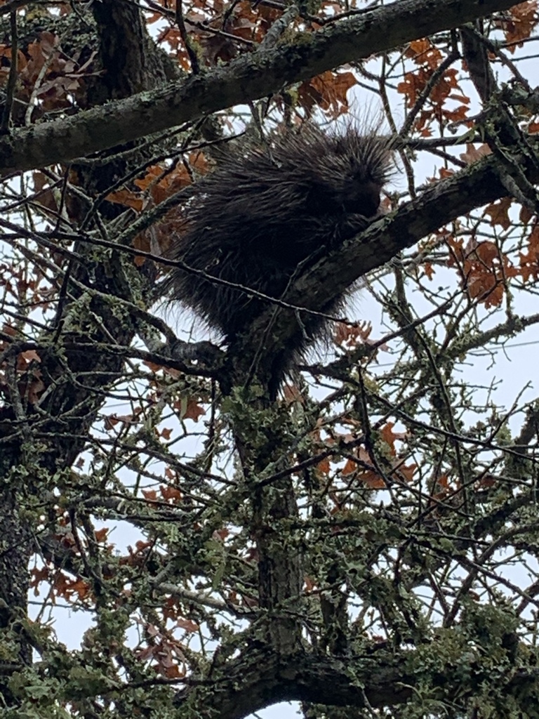 North American Porcupine from Birch Rd, Fredericksburg, TX, US on ...