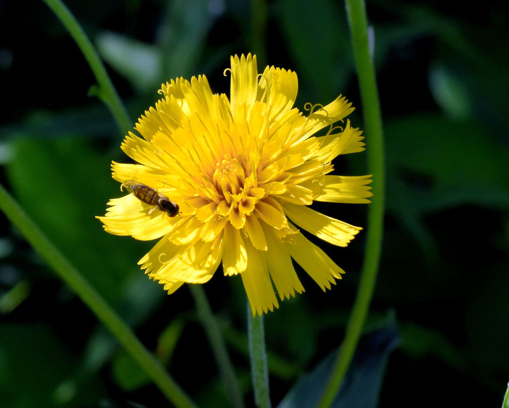 Canada hawkweed from Snake Creek Trail, Green Lake County, WI, USA on ...