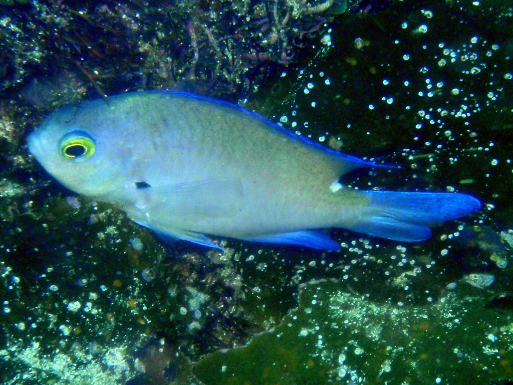 Chromis fumea (Marine Biodiversity in the Gulf of Thailand ...