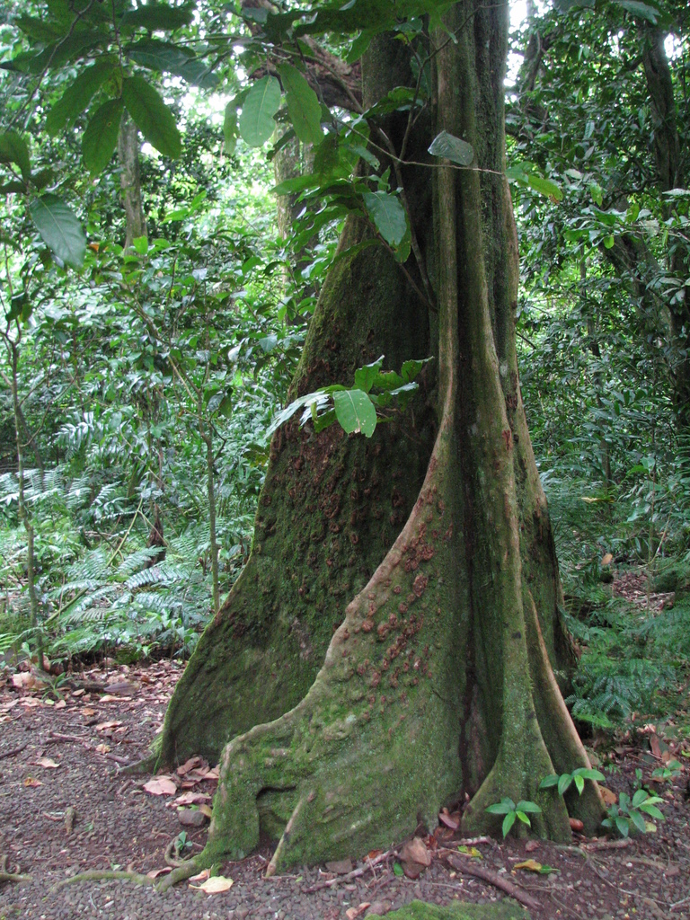 Polynesian Chestnut from Moorea, Windward Islands, French Polynesia on ...