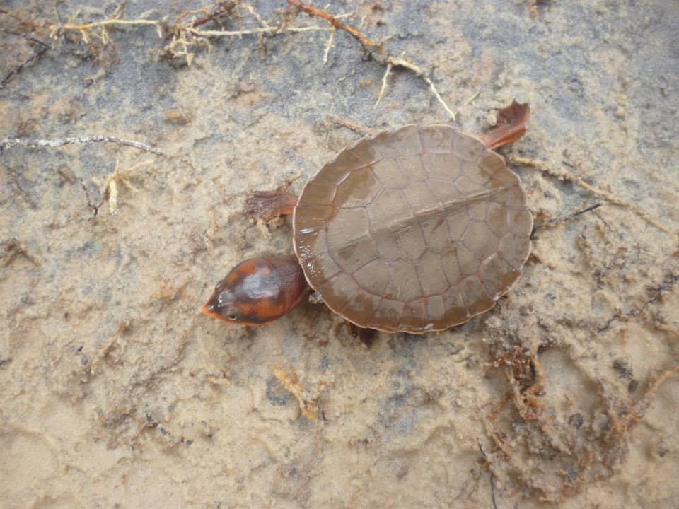 Red-footed Sideneck Turtle in February 2014 by bewambay · iNaturalist