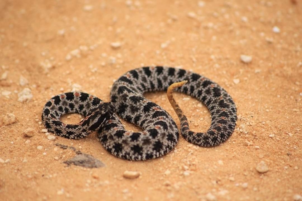 Pygmy Rattlesnake (Sistrurus miliarius) - Snakes and Lizards