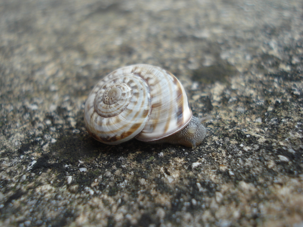 White Italian Snail from 84011 Amalfi, SA, Italy on March 17, 2011 at ...