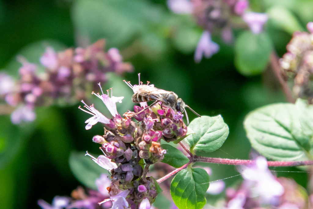 Halictini from Kent, UK on 05 September, 2020 at 04:17 PM by Paul ...